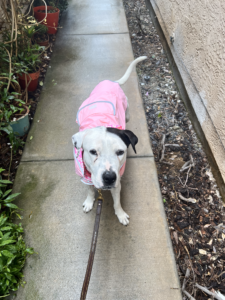 Meet Holly, the Pet of the Week – The Coronado News