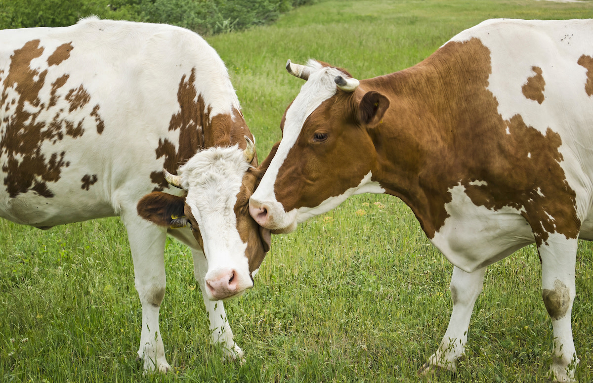 Animal sanctuary shares lovely video about their cow best friend duos ...