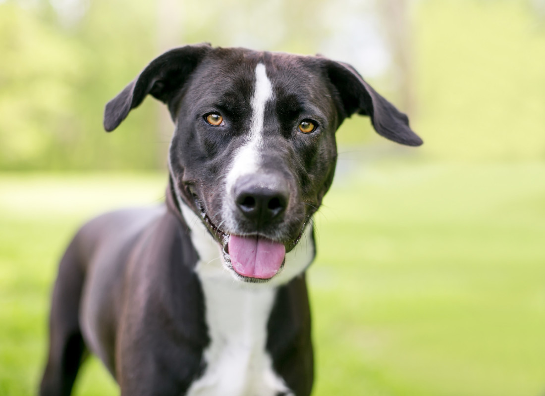 Devout 'convent dog' attends chapel services – The Coronado News