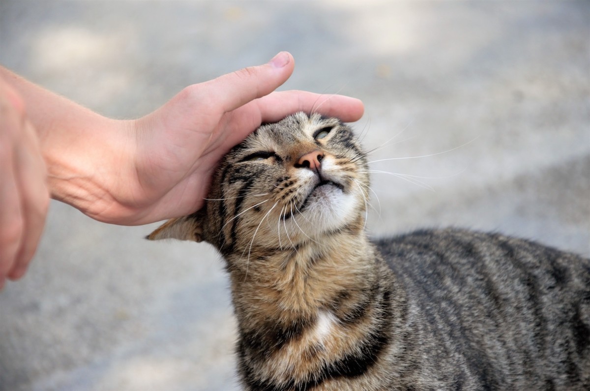 Stray cat's transformation after family's commitment to loving him is ...