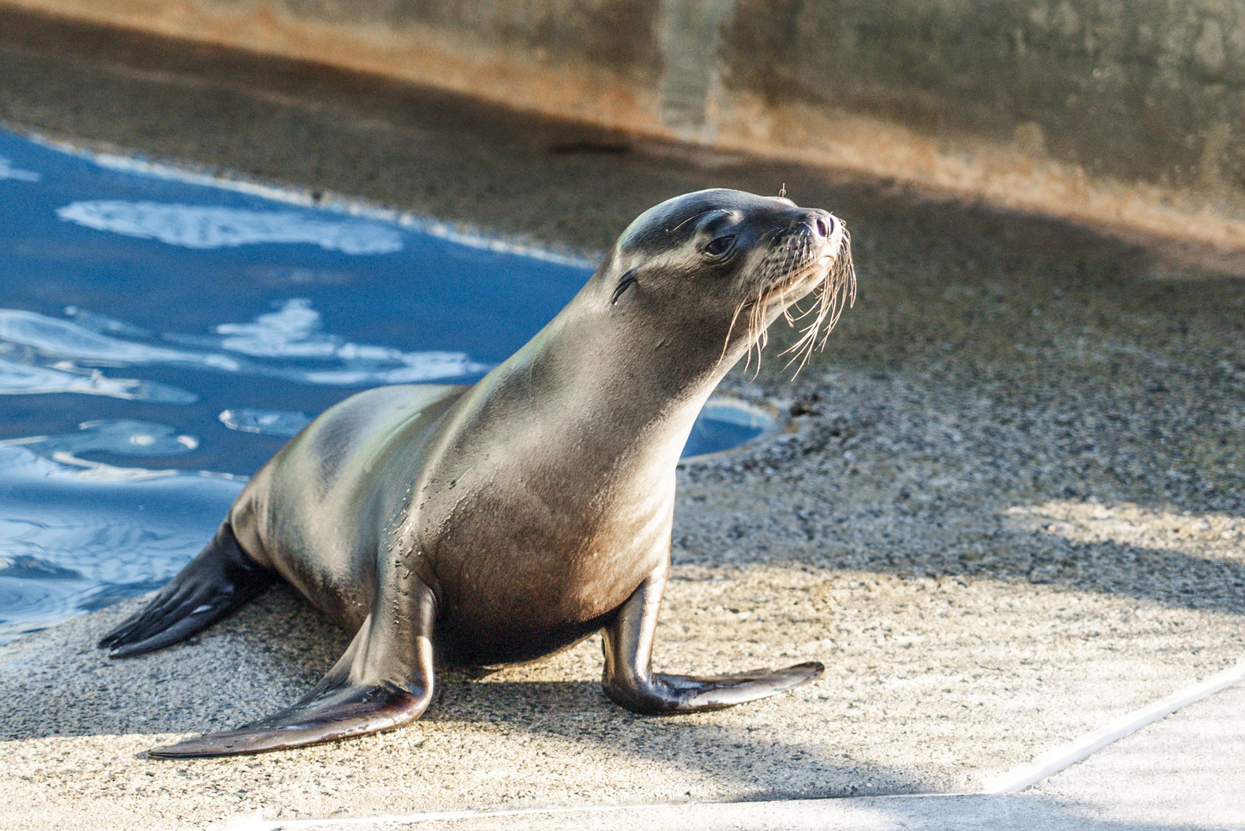 Gobble the sea lion pup returns to ocean after Coronado rescue – The ...