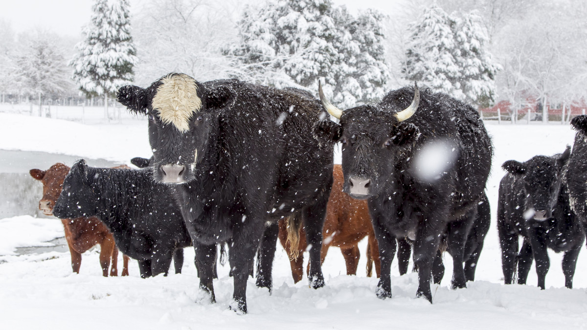 Farm sanctuary cows happily play in freshly fallen snow – The Coronado News
