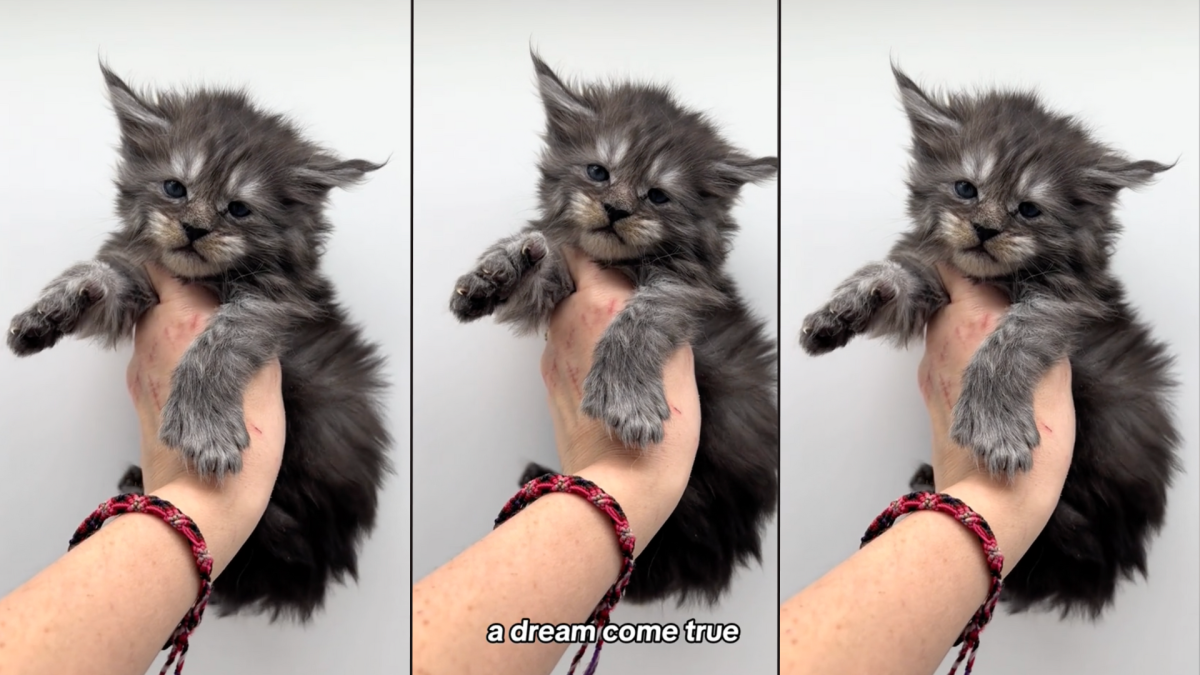 Rare 'polydactyl' Maine Coon kitten is the definition of irresistible ...