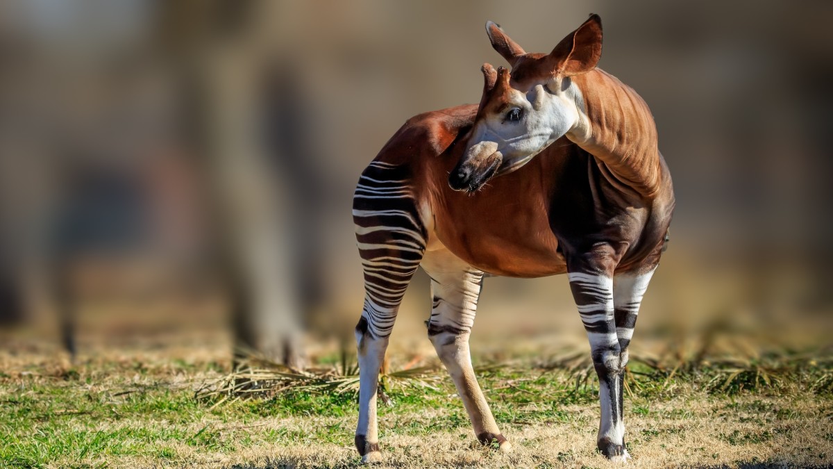 Disney's Animal Kingdom introduces rare baby okapi – The Coronado News