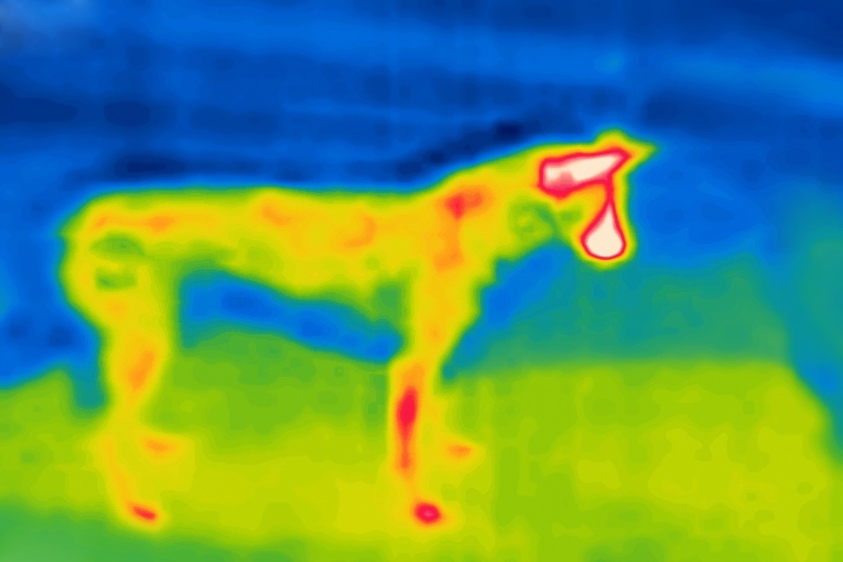 Thermal-imaging drone finds missing puppy in Adirondack Park – The ...