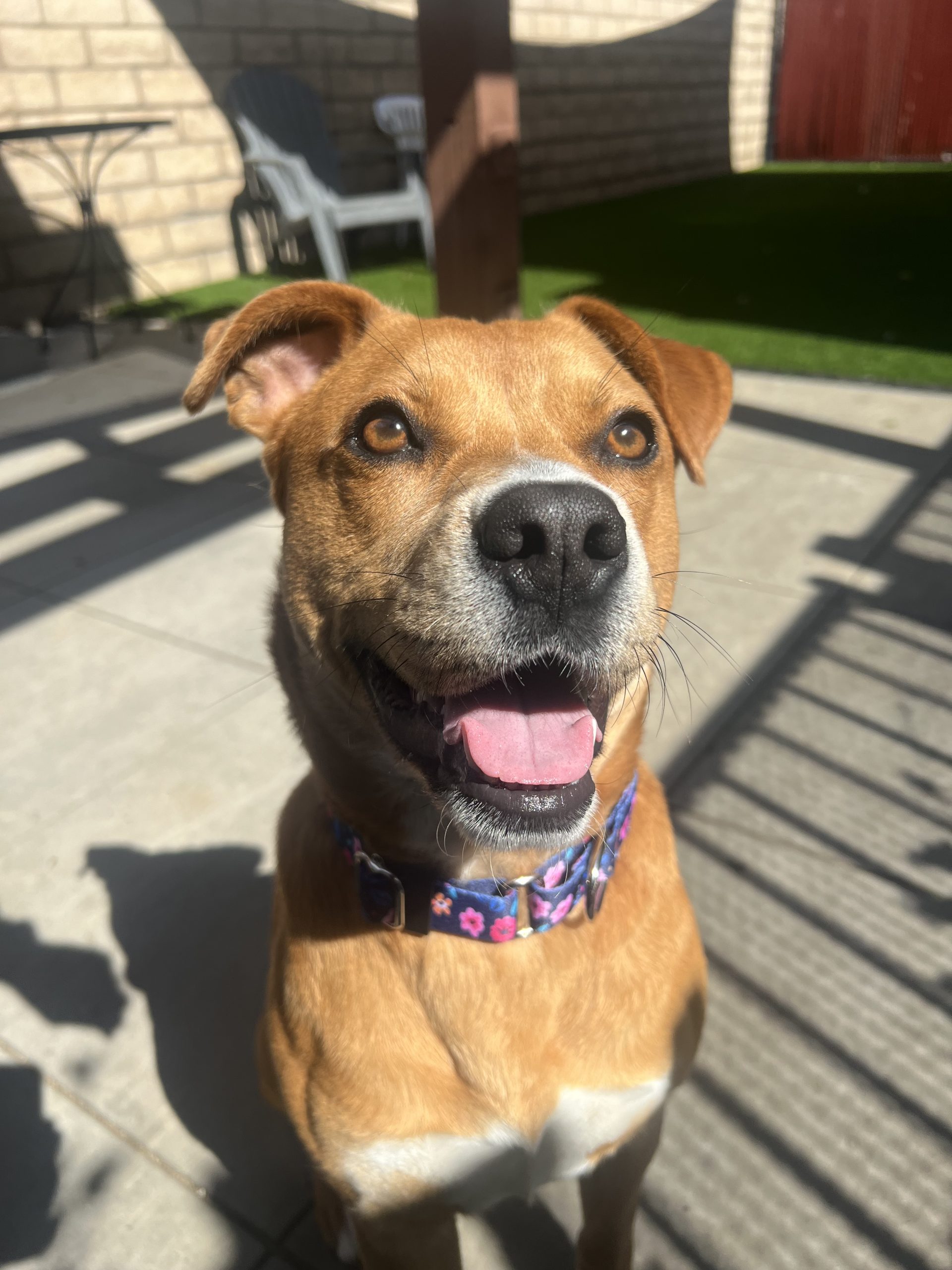 Pet of the Week: Meet Mei – The Coronado News