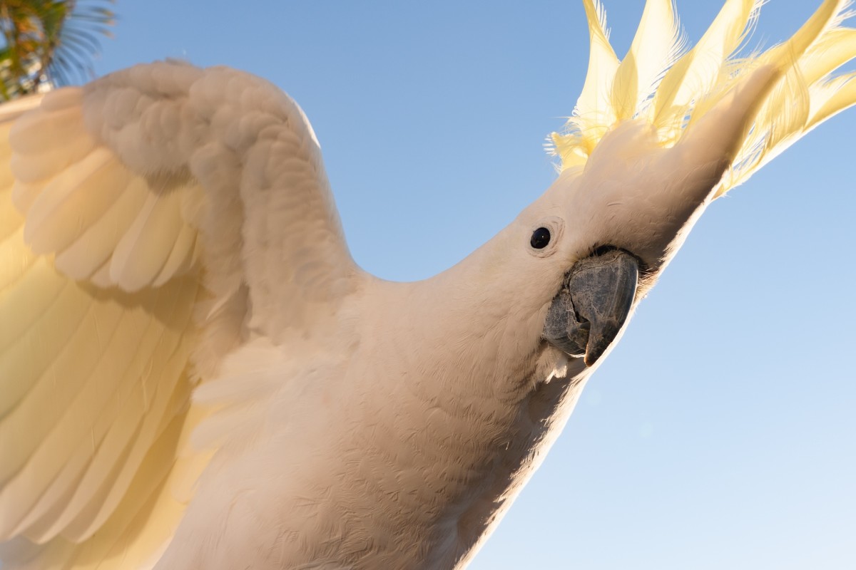 Cockatoo throwing dinosaur down the stairs resembles 'Toy Story' – The ...