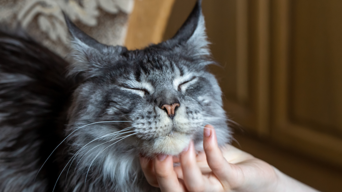 Maine Coon cat's fun bicycle adventures in Italy – The Coronado News
