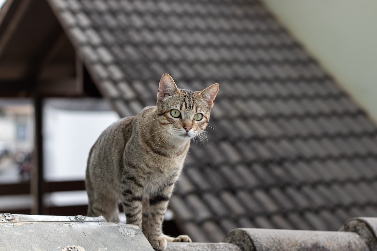 Strangers find lost cat at Boston's Logan Airport – The Coronado News