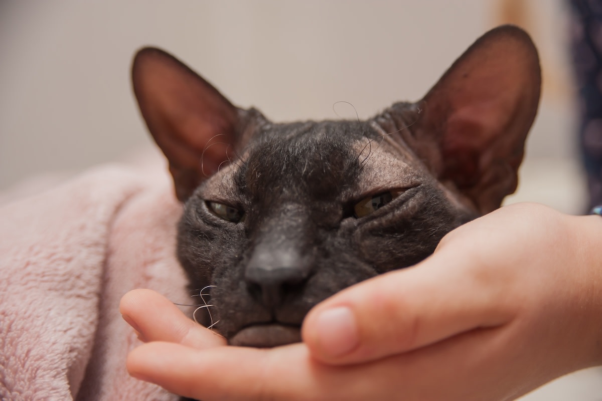 Black Sphynx Cat 'chooses' a dog person and her face is priceless – The ...