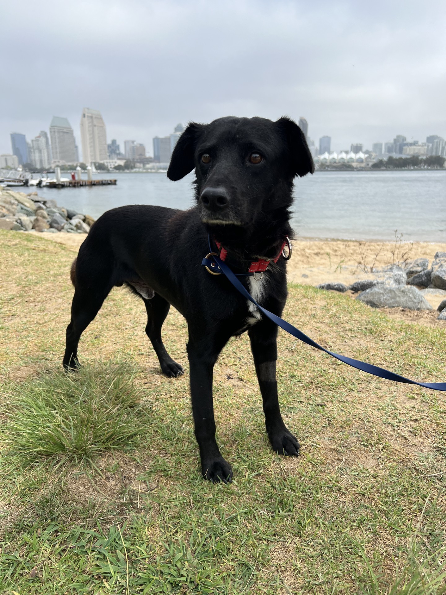 Pet of the Week: Meet Henry – The Coronado News