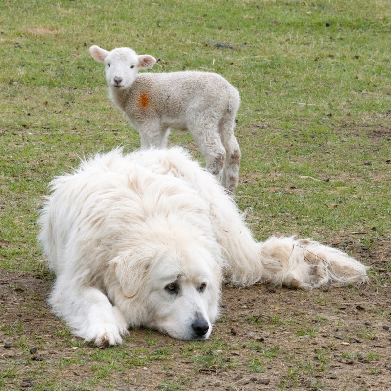 A newborn lamb follows Great Pyrenees around a farm – The Coronado News
