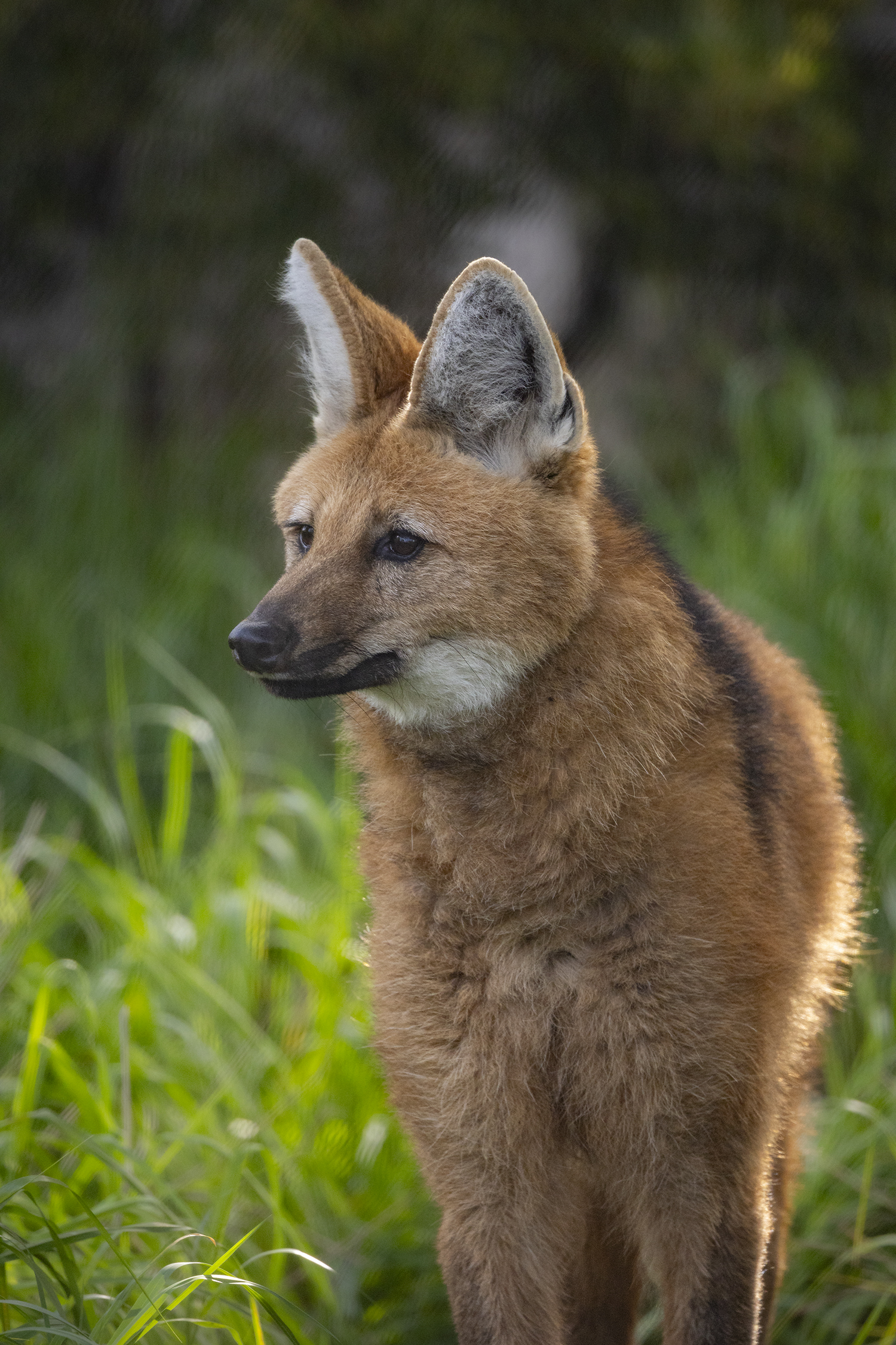 San Diego Zoo welcomes maned wolves – The Coronado News