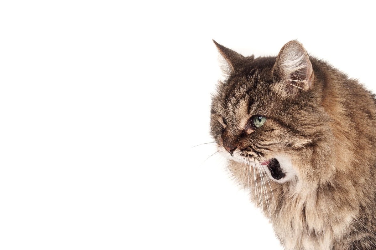 Tabby cat shows off toothless smile and the internet is smitten – The ...