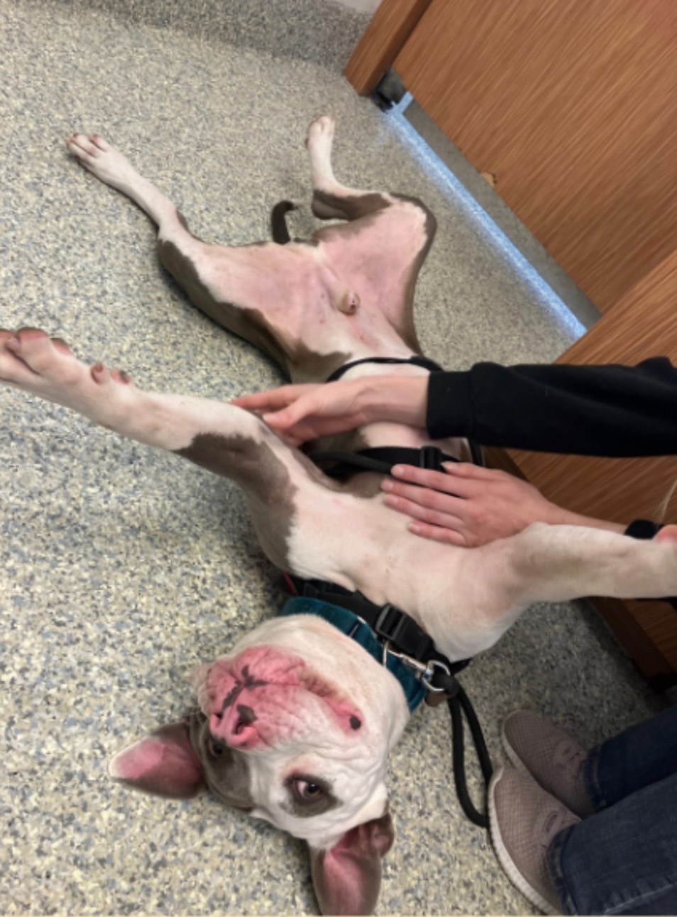 Pet of the week: Meet Roco – The Coronado News