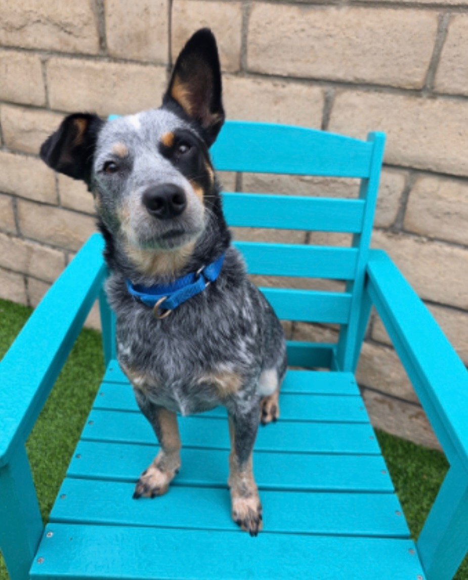 Pet of the week: Meet Rascal – The Coronado News